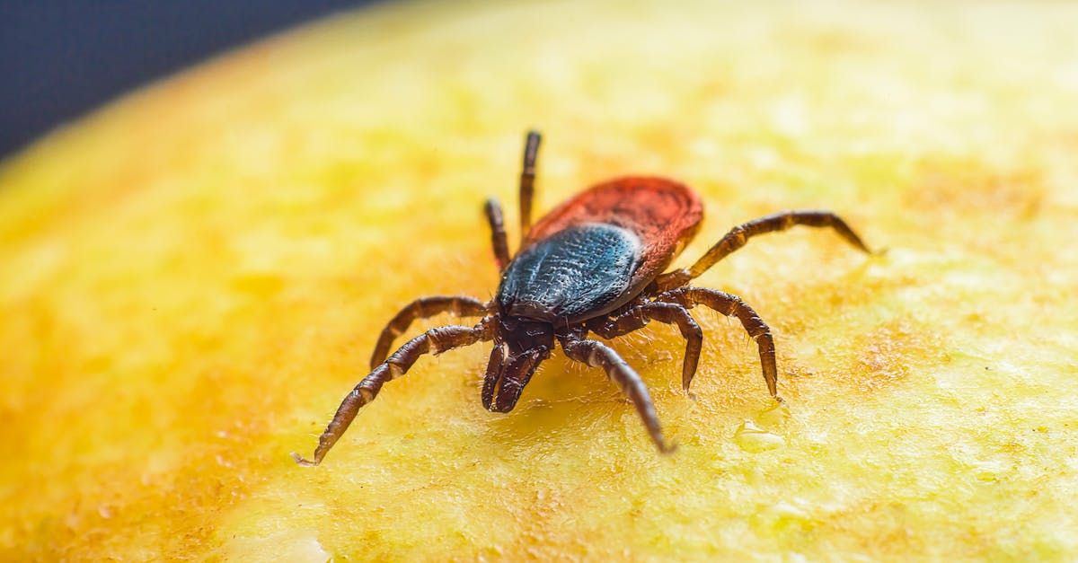 Mosquito, tick, treatment, yard, lawn, Adirondacks, NY