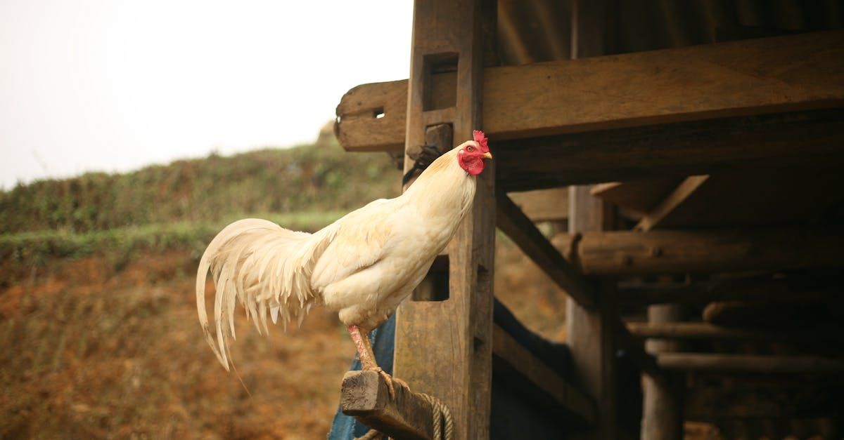 Kapoen, een echte feestkip uit Frankrijk