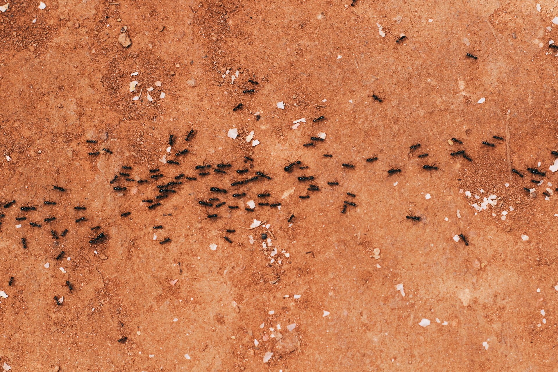 Differences Between White Ants & Regular Ants | Dentec Pest
