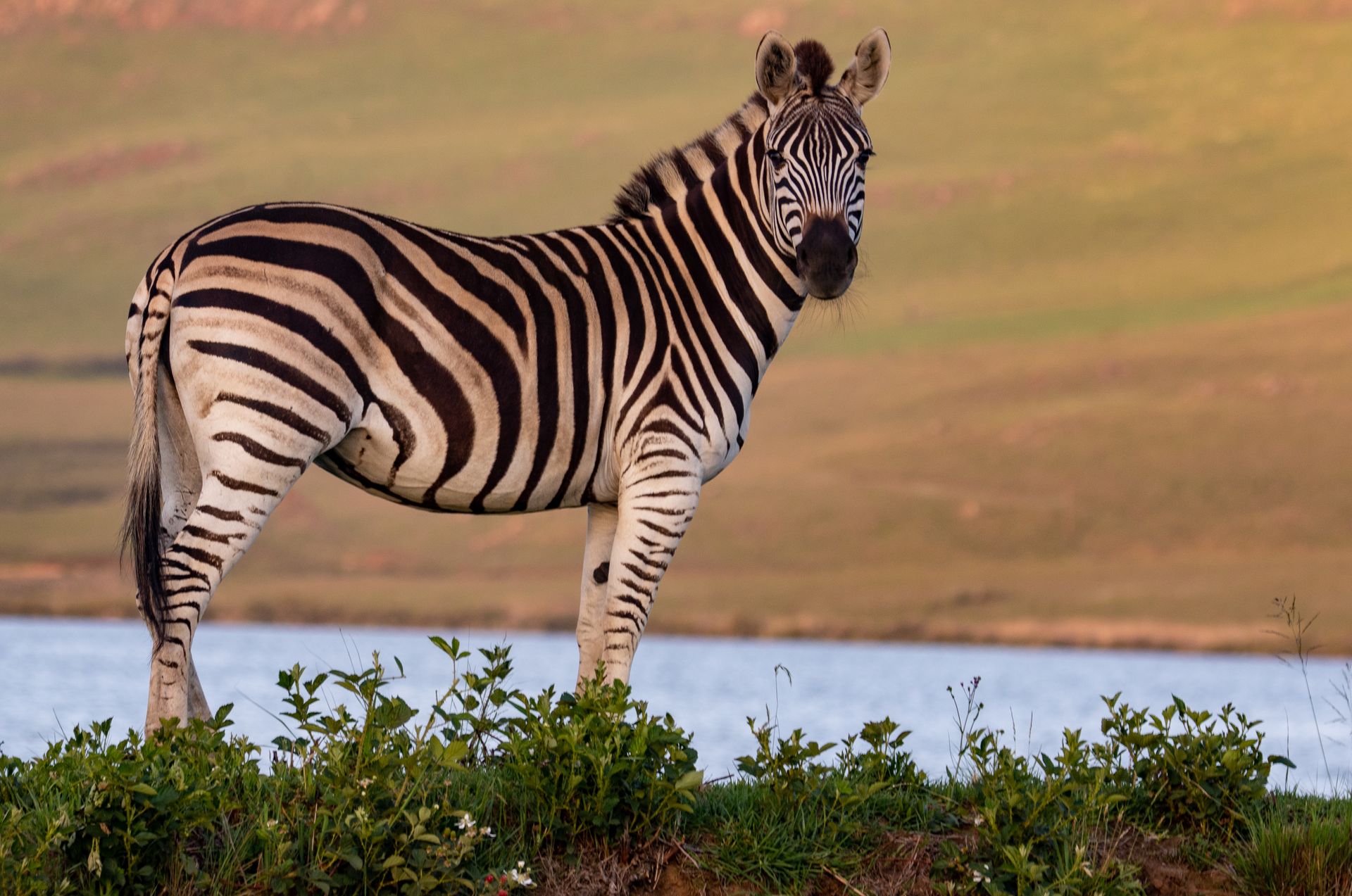 Zebra in Kruger National Park: A Complete Guide