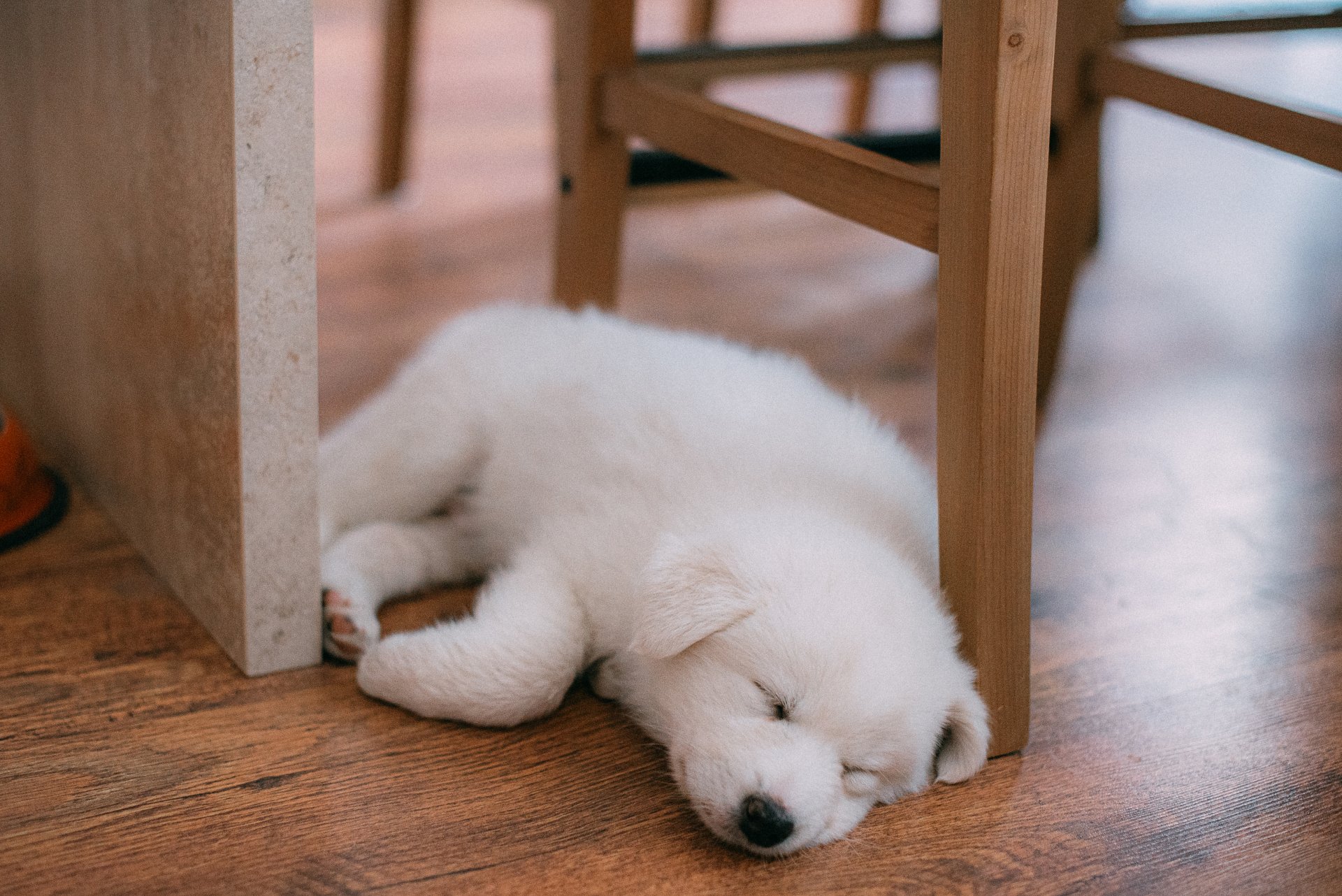 Puppies & Kittens For Sale New York