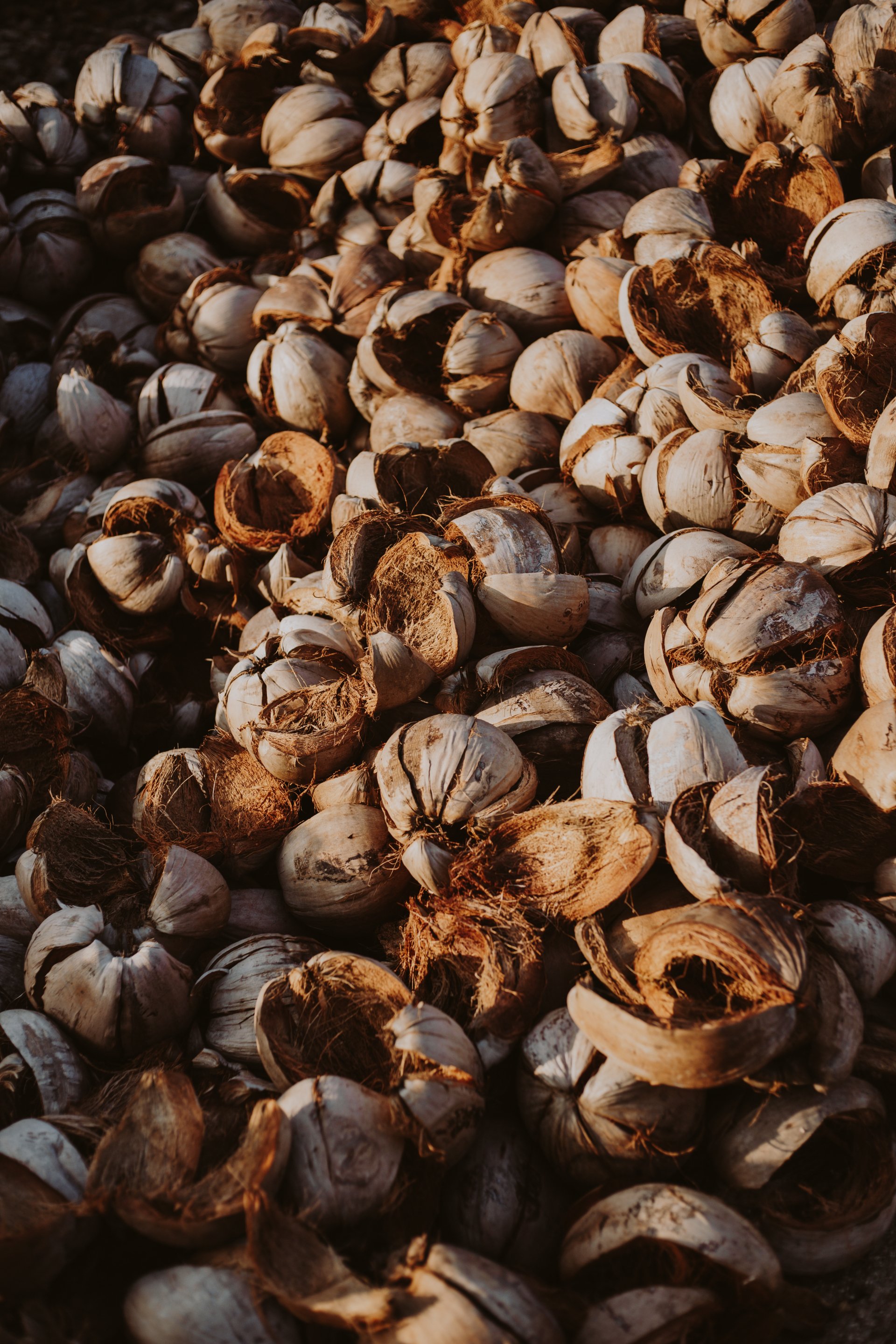 Growverse - Top Quality Wholesale Coco Coir and Substrates