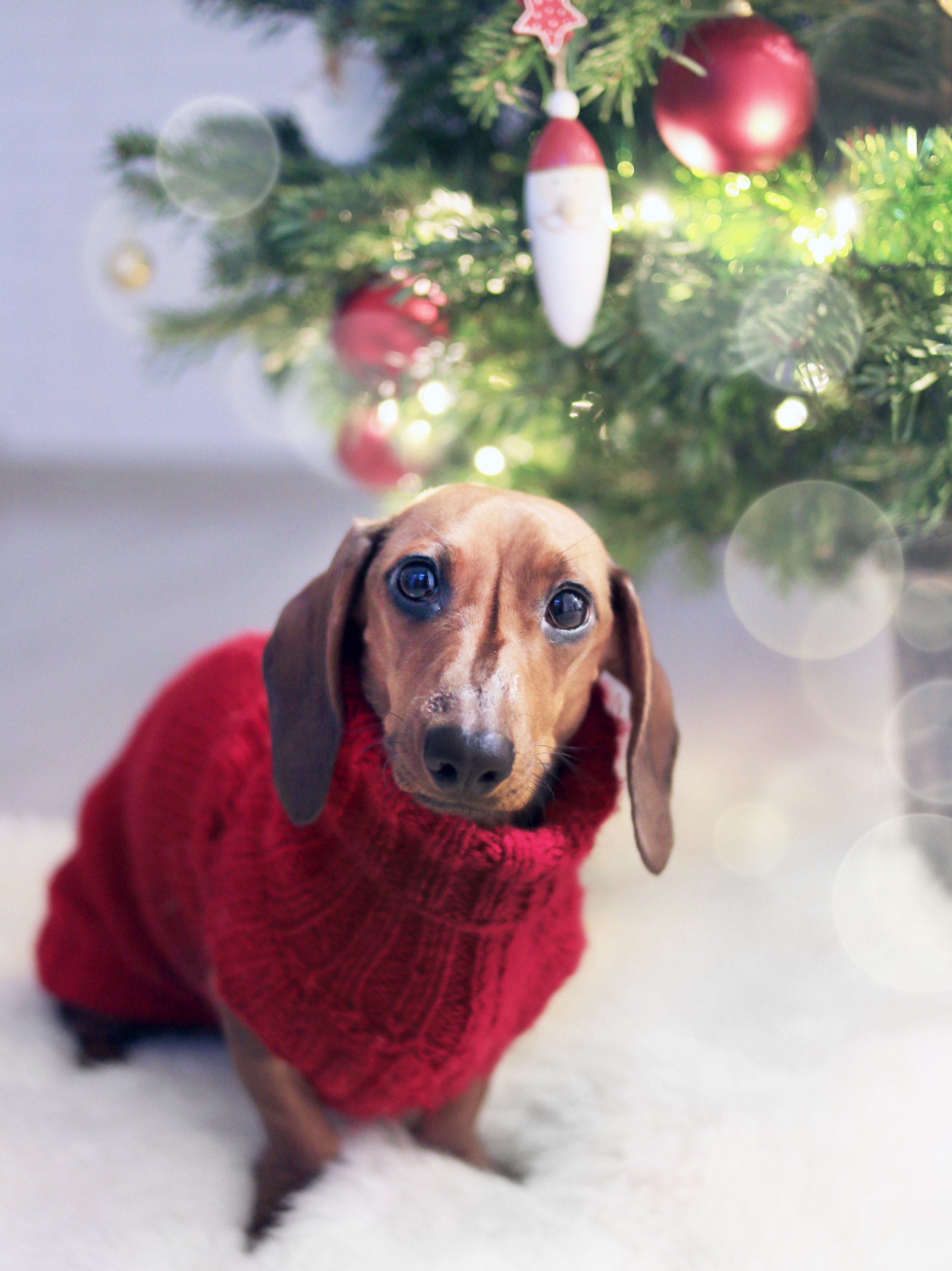Montgomery County Maryland Humane Society