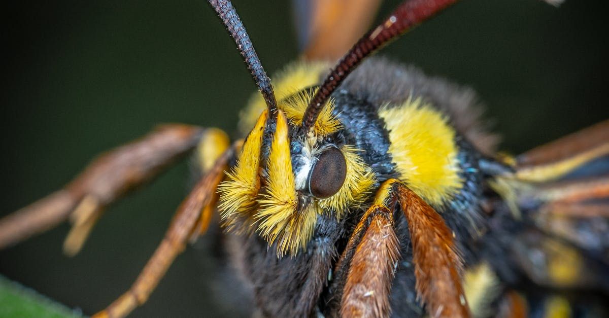 Pest Control Richmond VA H L Cooper | Local