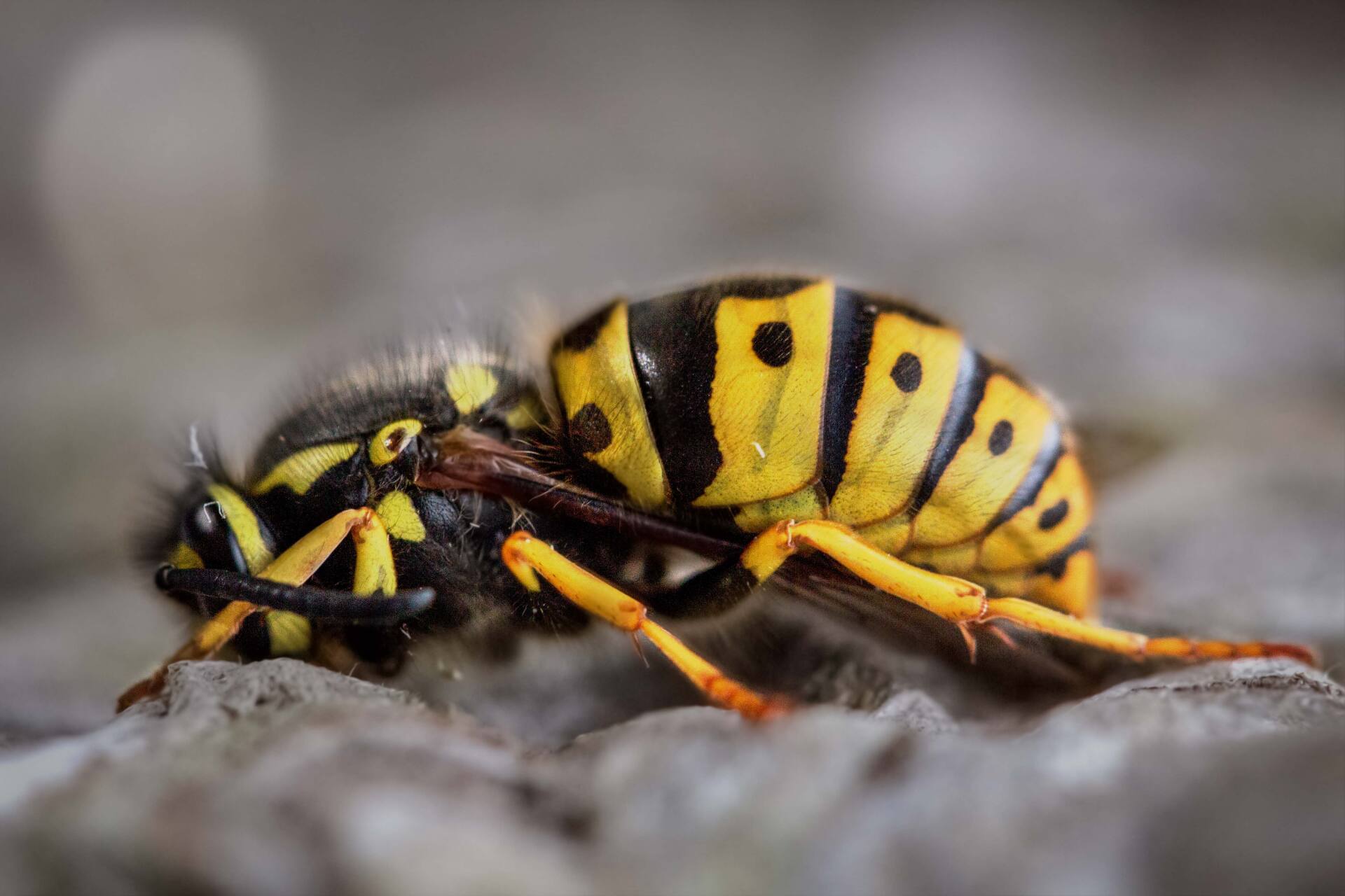 PESTIFY PEST CONTROL | Long Island Pest Control