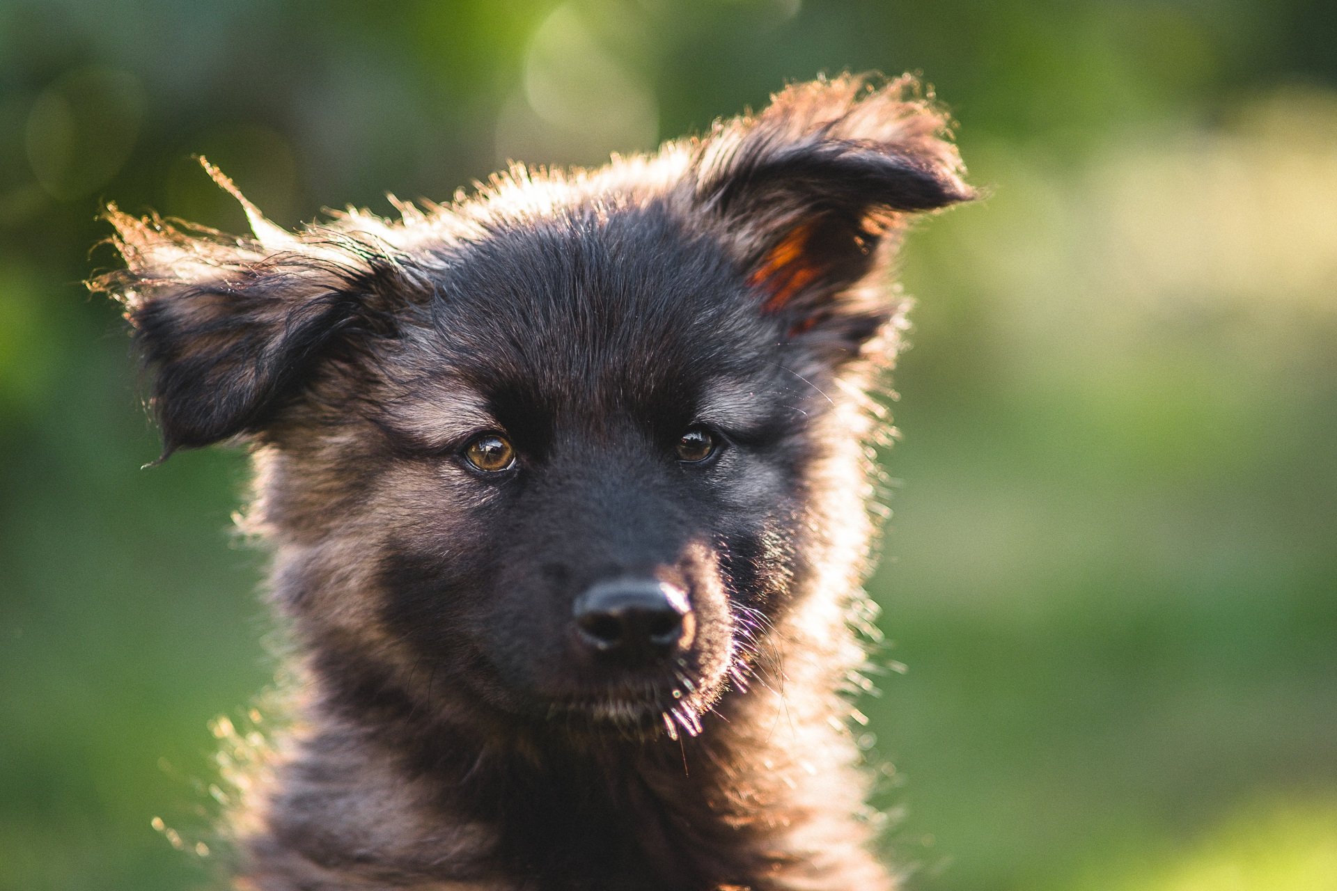 German Shepherd Puppies | Minneapolis, Faribault, Northfield, MN ...